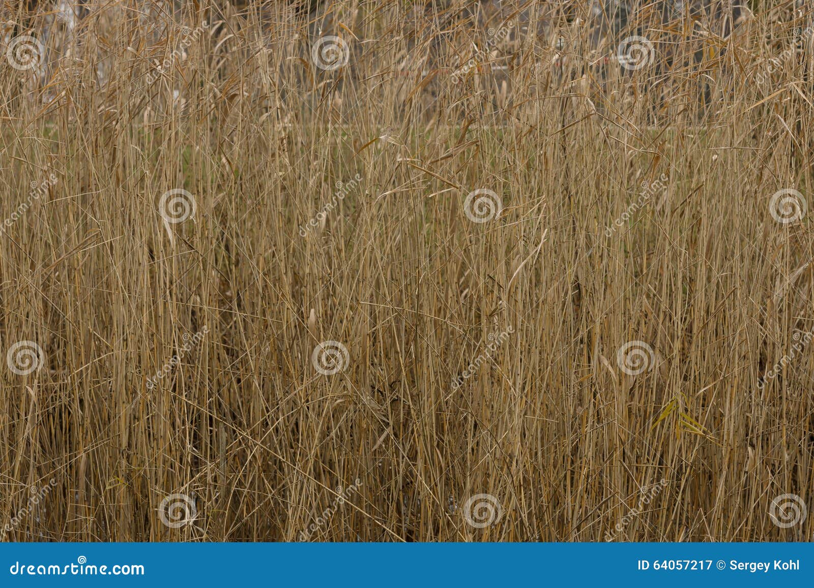 Background of dry grass. stock image. Image of season - 64057217