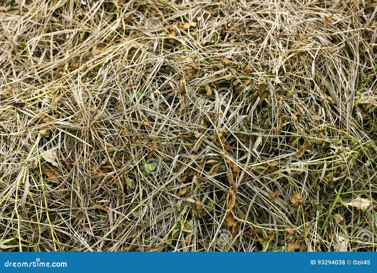 Background of dry grass. stock photo. Image of harvest - 93294038