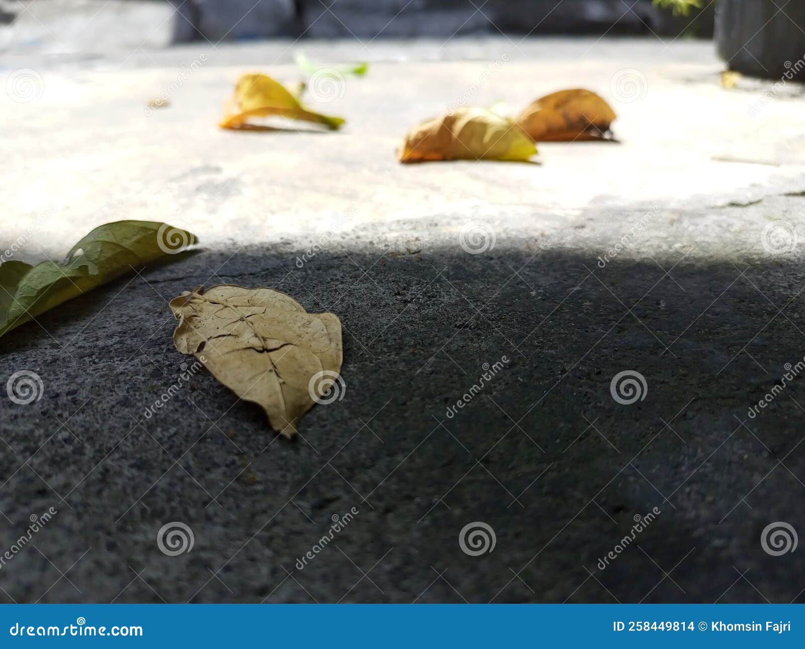 Background of a Dry Leaf Scattered on the Floor Stock Photo - Image of ...