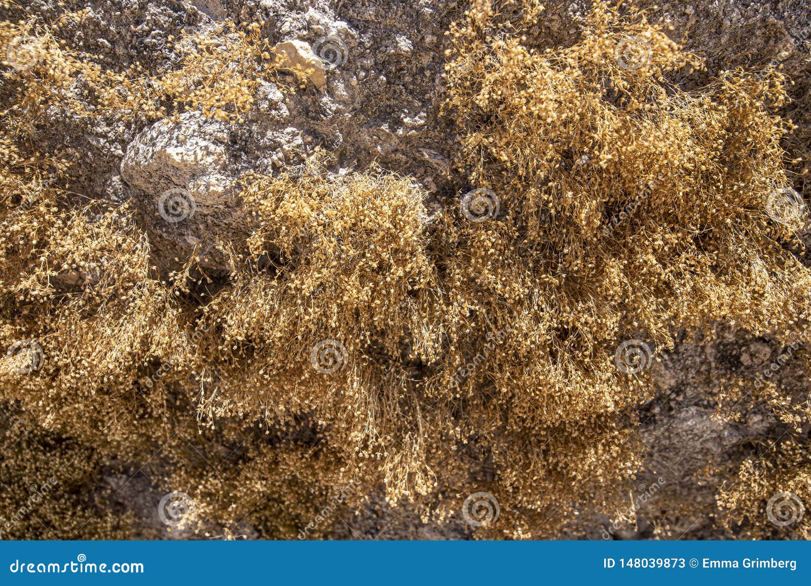Moss On The Sand In Coastal With Combination Of Mangrove Tree Amidst ...