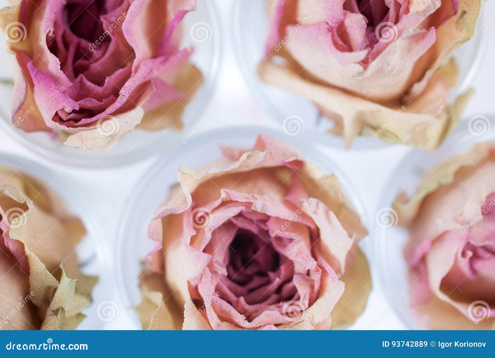 Background with Dry Pink Roses Flowers Stock Image - Image of dying ...