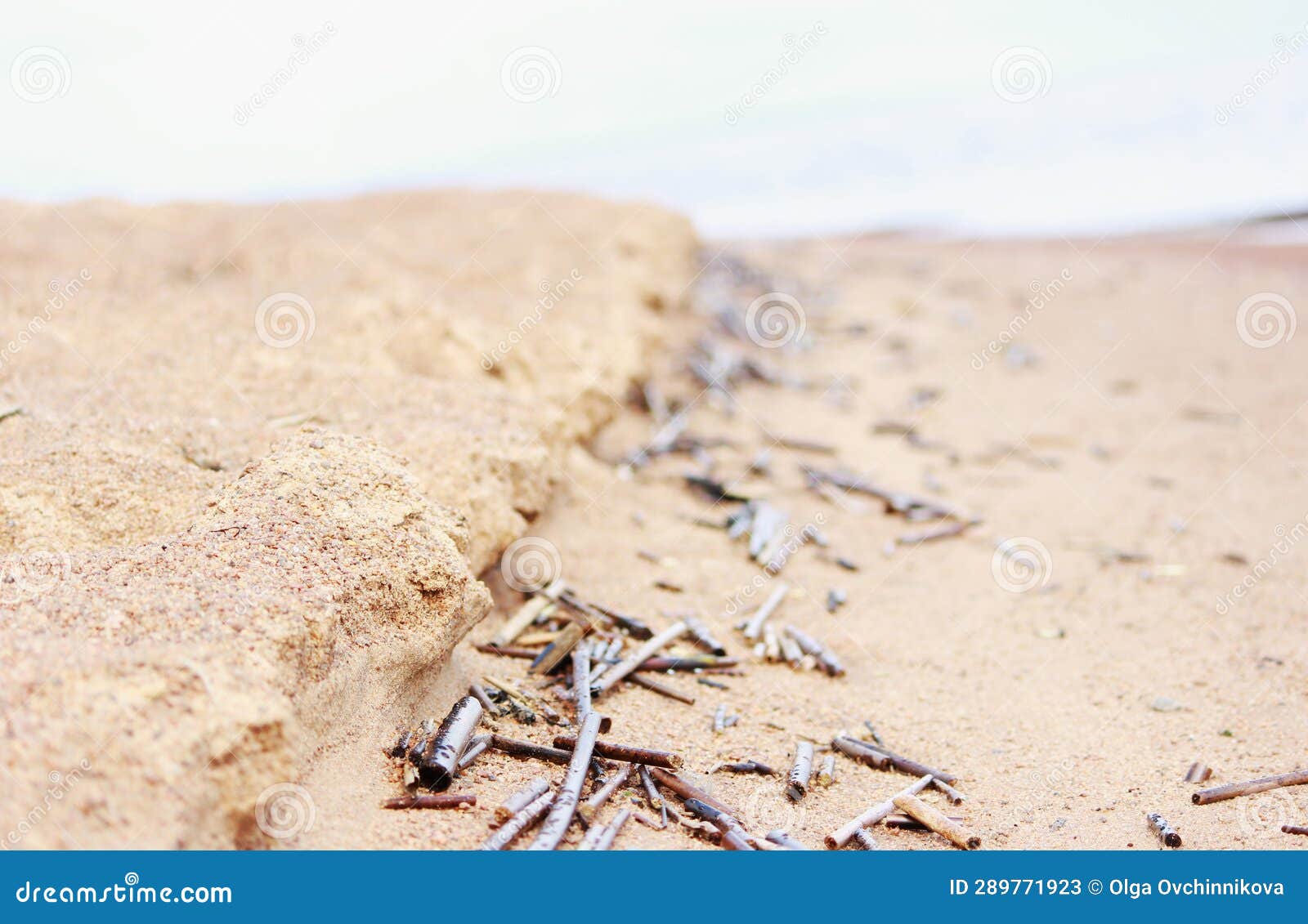 A Background of Dry Reed Stalks on the Shore after Low Tide Stock Image ...