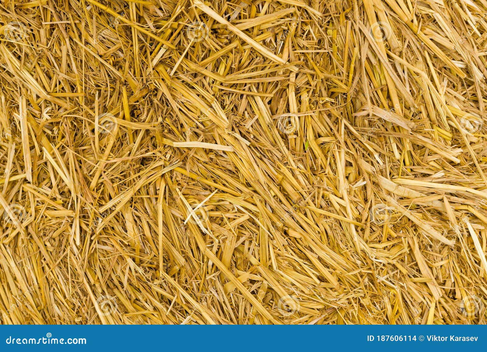 Background of Dry Rice Straw Stock Photo - Image of background, sunny ...