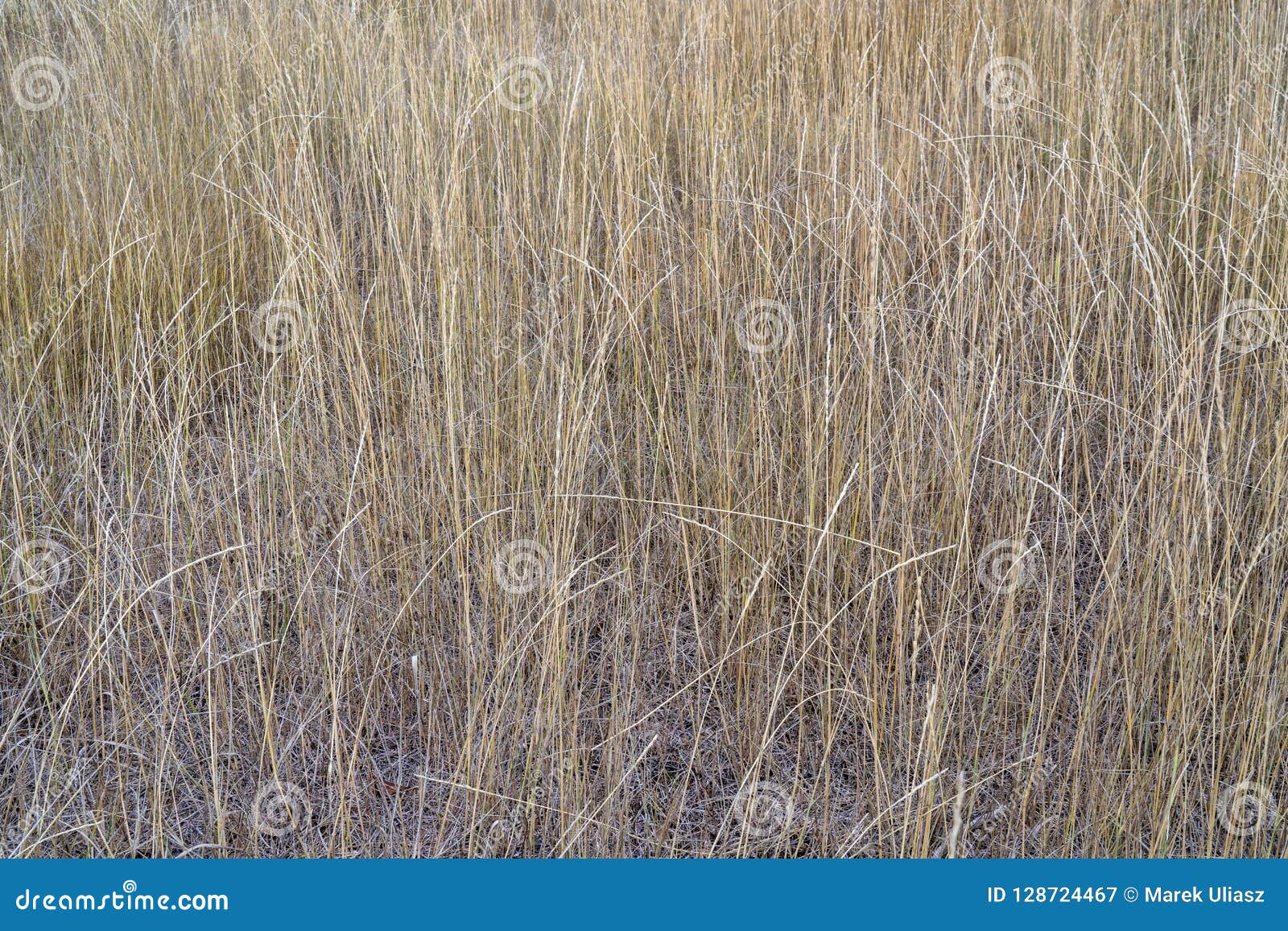 Background of Dry Tall Grass Stock Image - Image of tall, fall: 128724467
