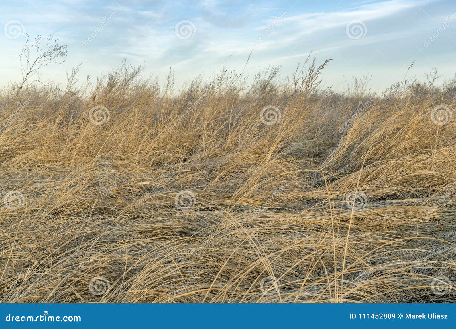 Dry Grass And Weeds Background Stock Image Image Of Field Nature 111452809