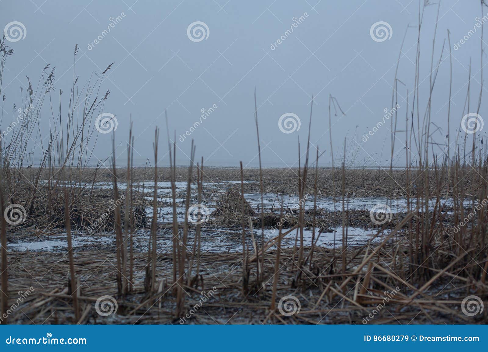 Background with Dry Winter Reed on the Lake Stock Image - Image of ...