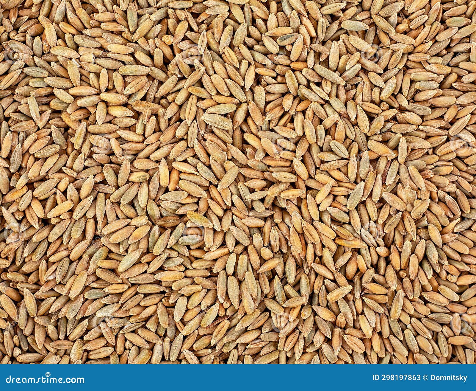 Background from Dry Winter Rye Grains, Top View. Rye Grain Texture ...