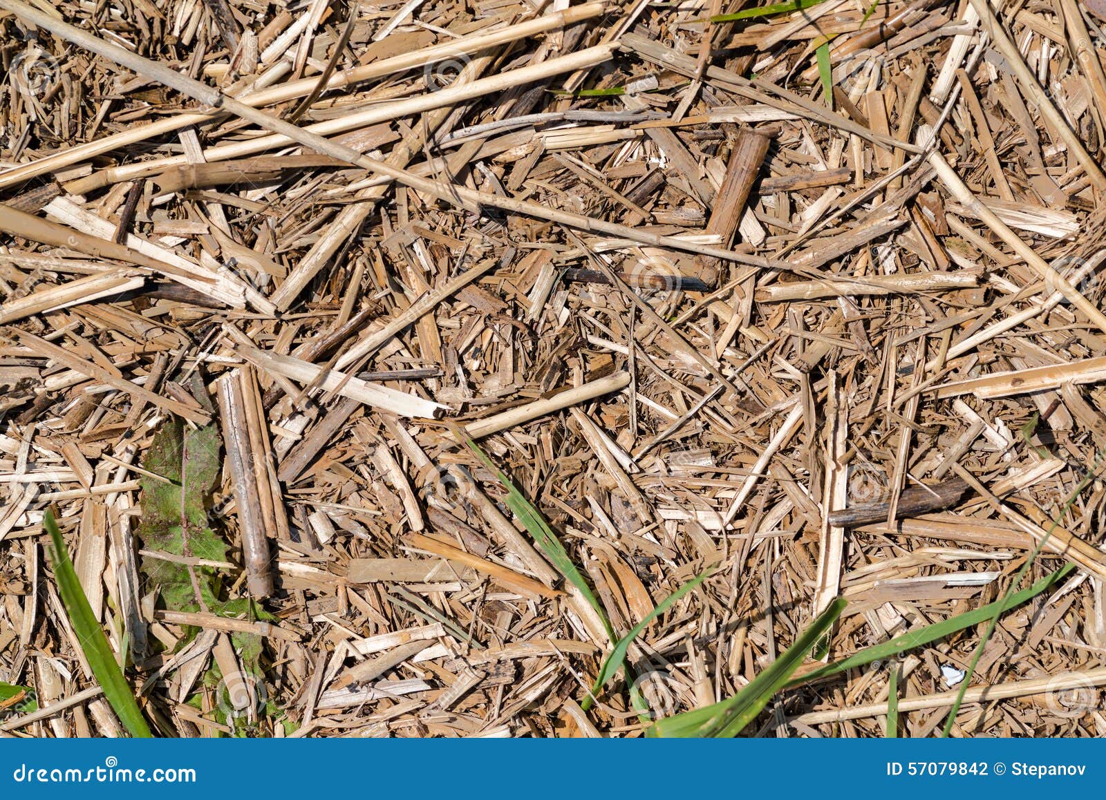 Background Dry Withered Grass Stock Photo - Image of earth, light: 57079842