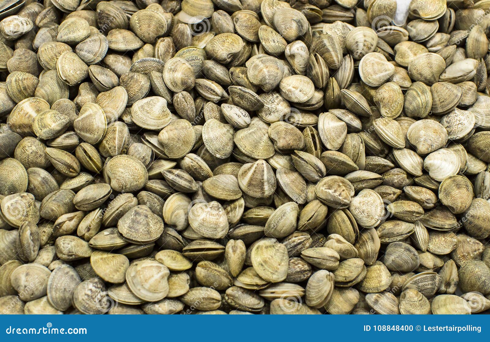 Background of Edible Raw Shellfish Shells Stock Photo - Image of ...