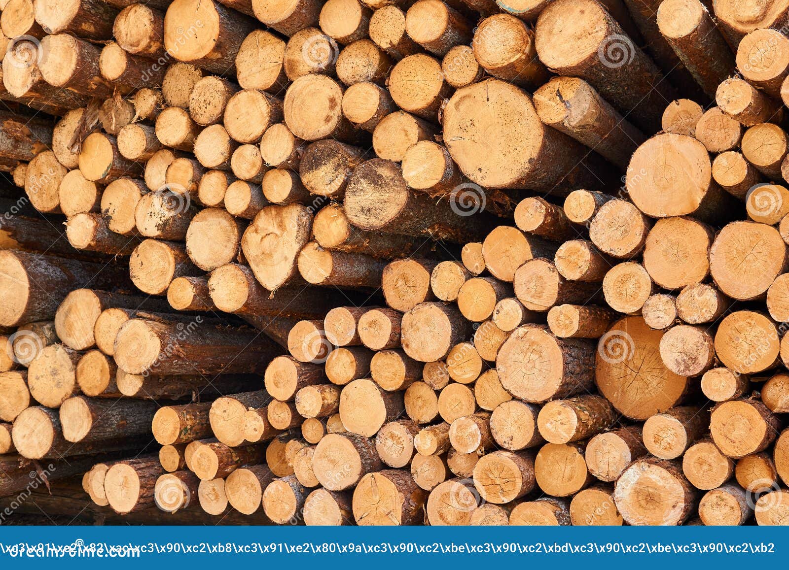 Background - Ends of Stacked Logs Stock Photo - Image of large, habitat ...