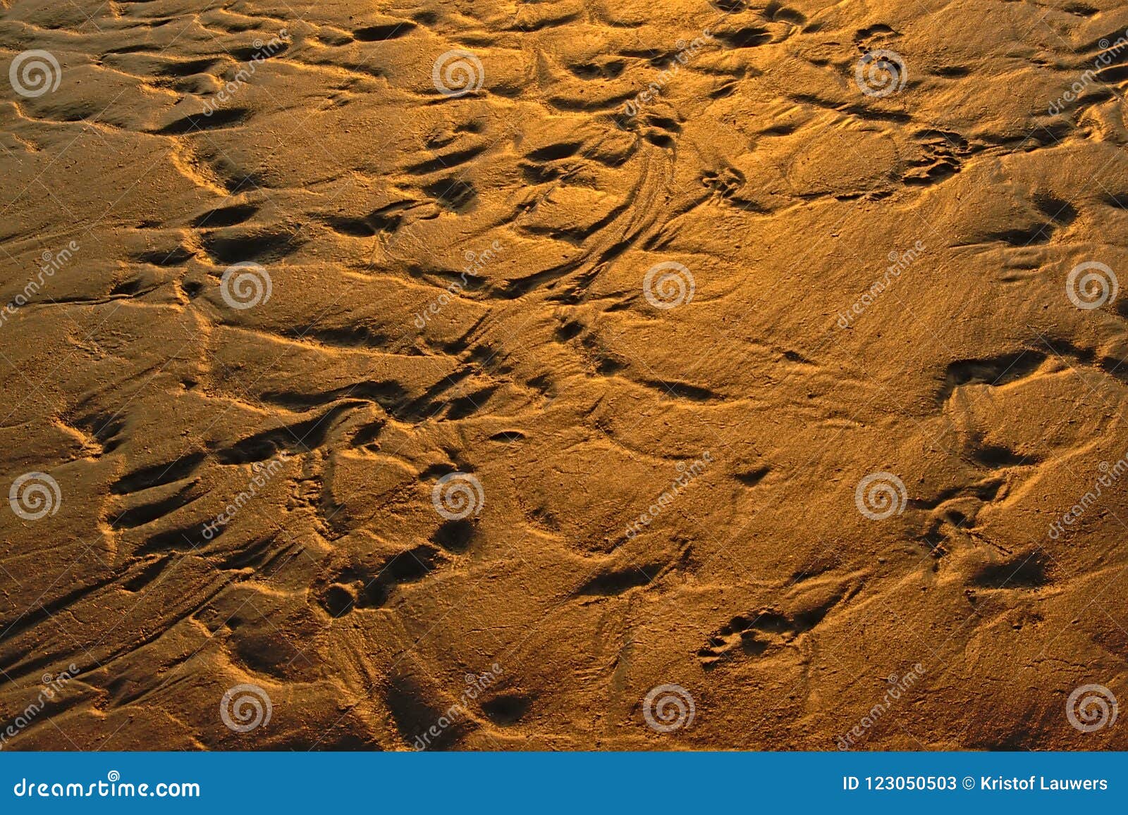 Erosion Patterns in Wet Sand in the Evening Sunlight Stock Image ...