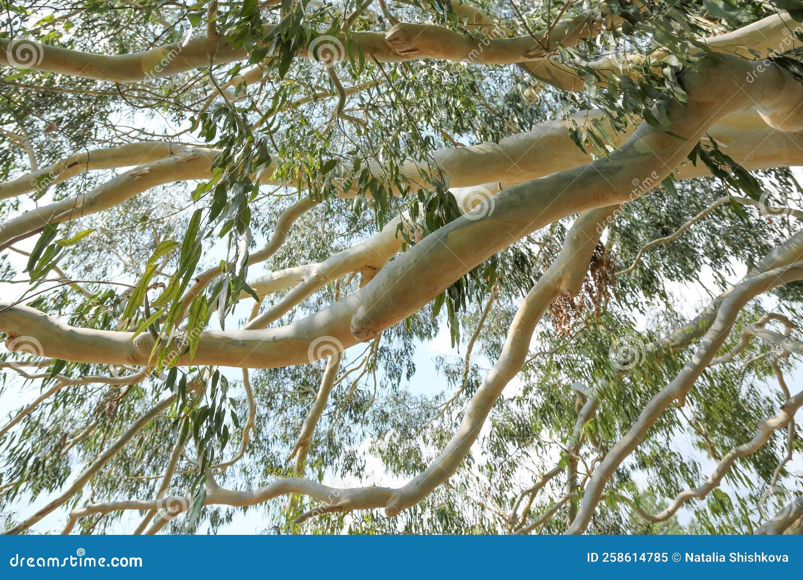 A Background of Eucalyptus Twigs with Green Dangling Leaves. Stock ...