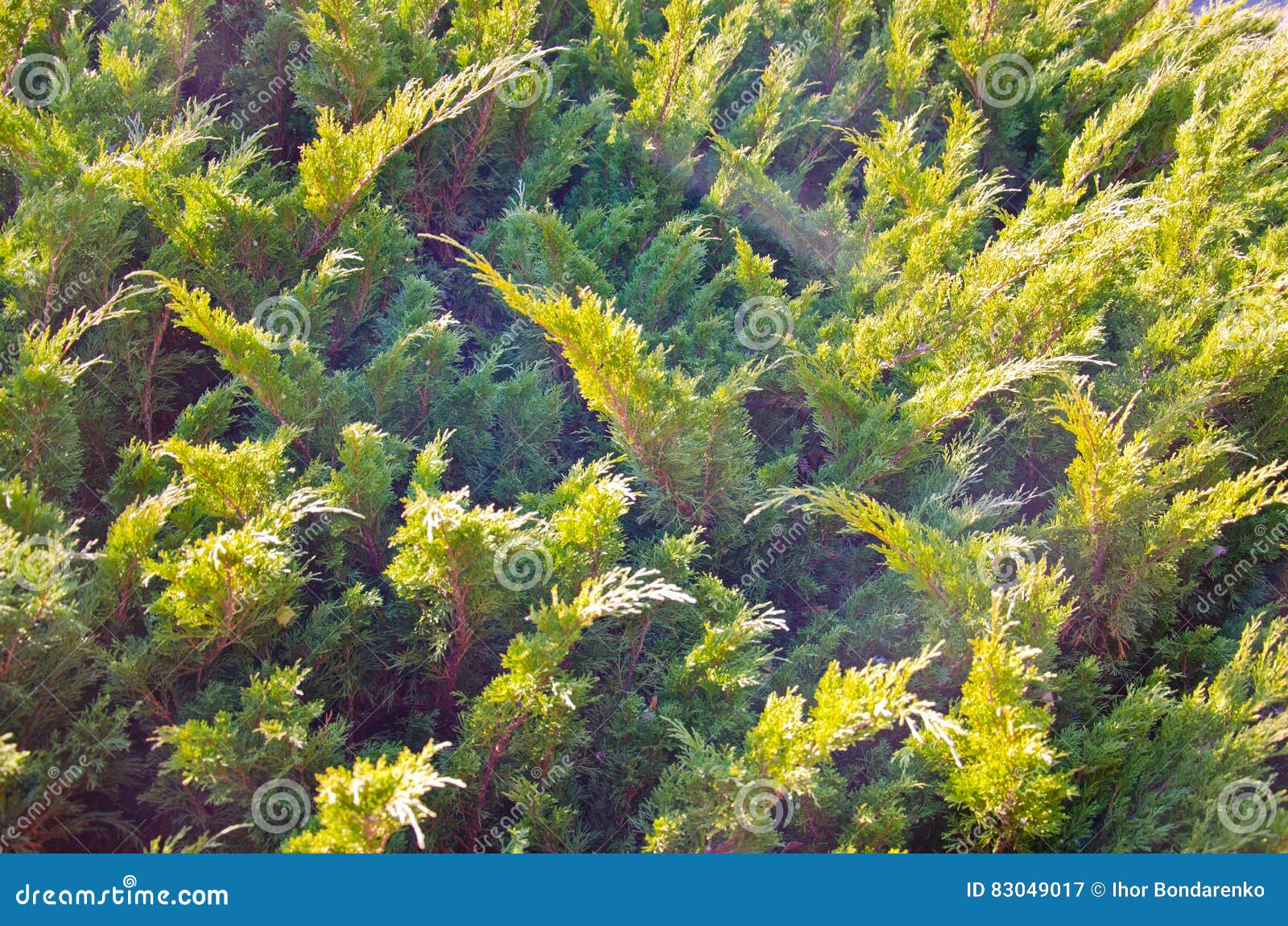 Background of the Evergreen Juniper Bush Stock Image - Image of garden ...