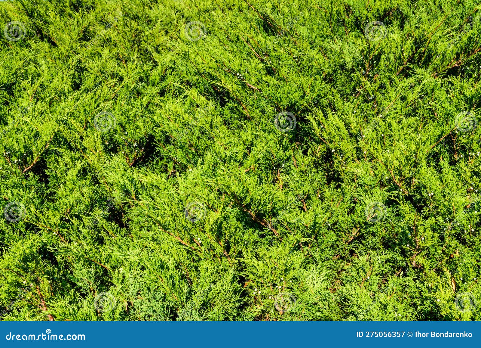 Background of the Evergreen Juniper Bushes. Natural Pattern Stock Image ...