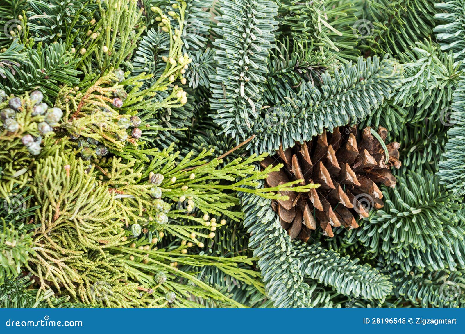 Background of Evergreens for Decoration Stock Photo - Image of greens ...