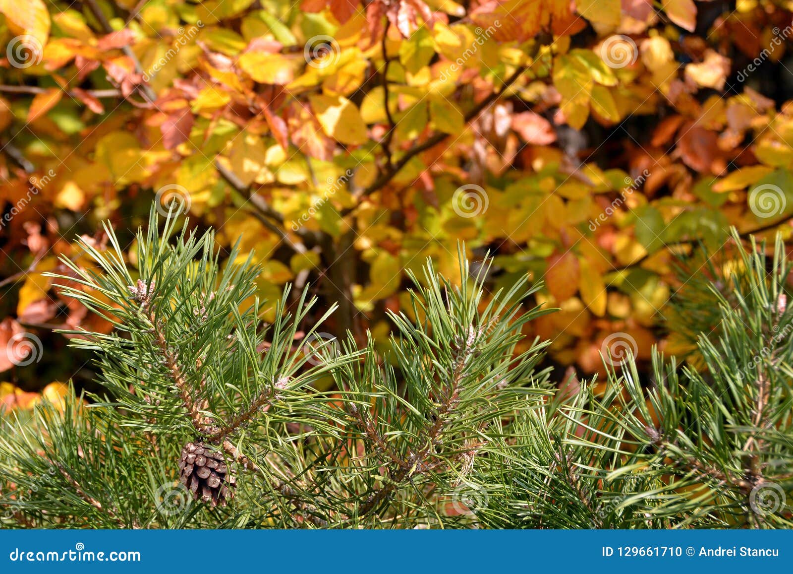 Fall Foliage with Pine Branch Stock Photo - Image of natural, foliage ...