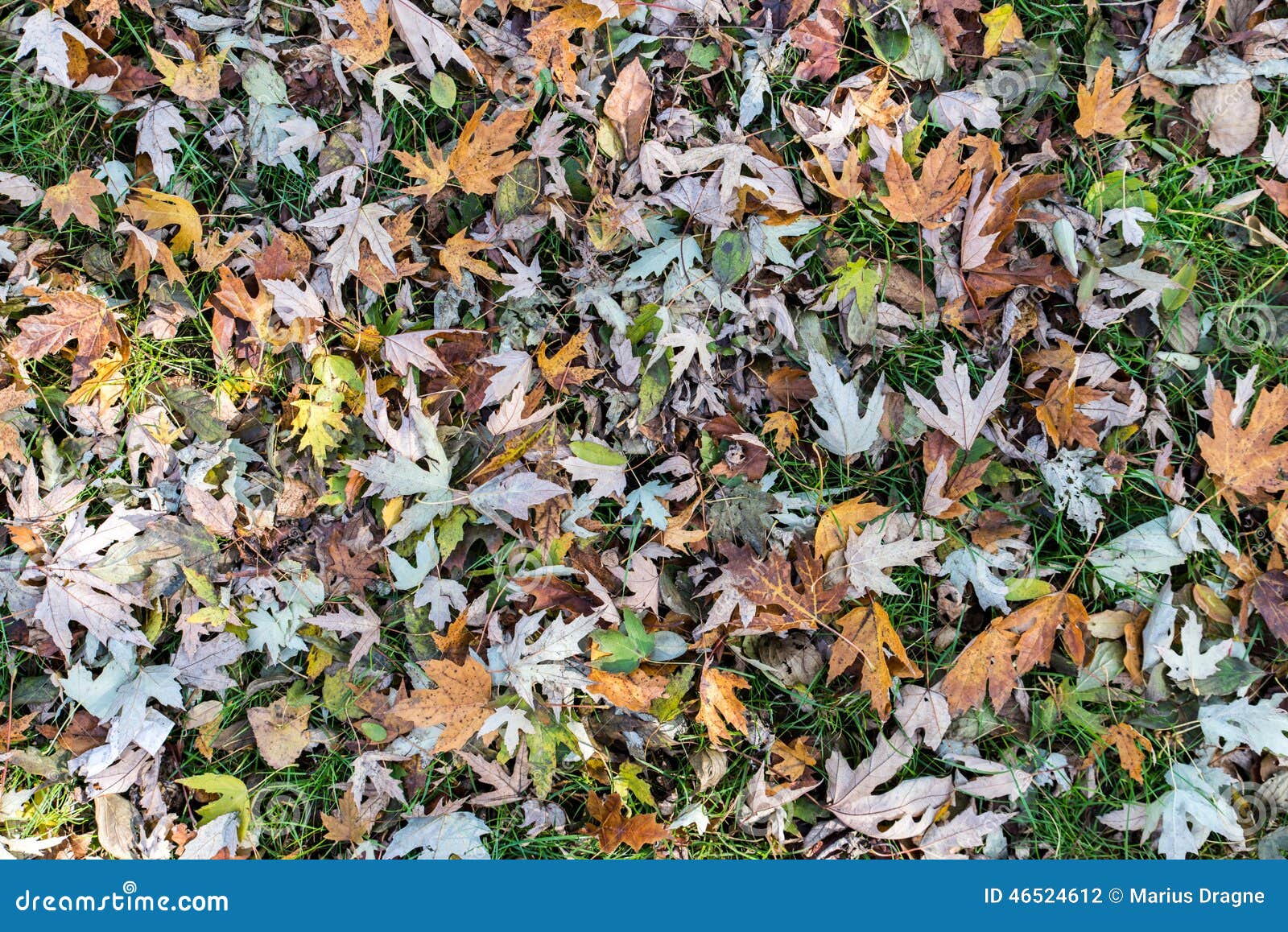 Background of fall leaves stock photo. Image of healthy - 46524612