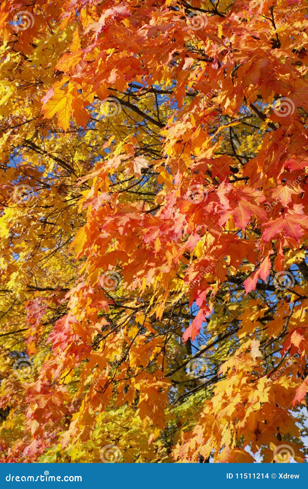 Background with Fall Maple Leafs Stock Photo - Image of horizontal ...