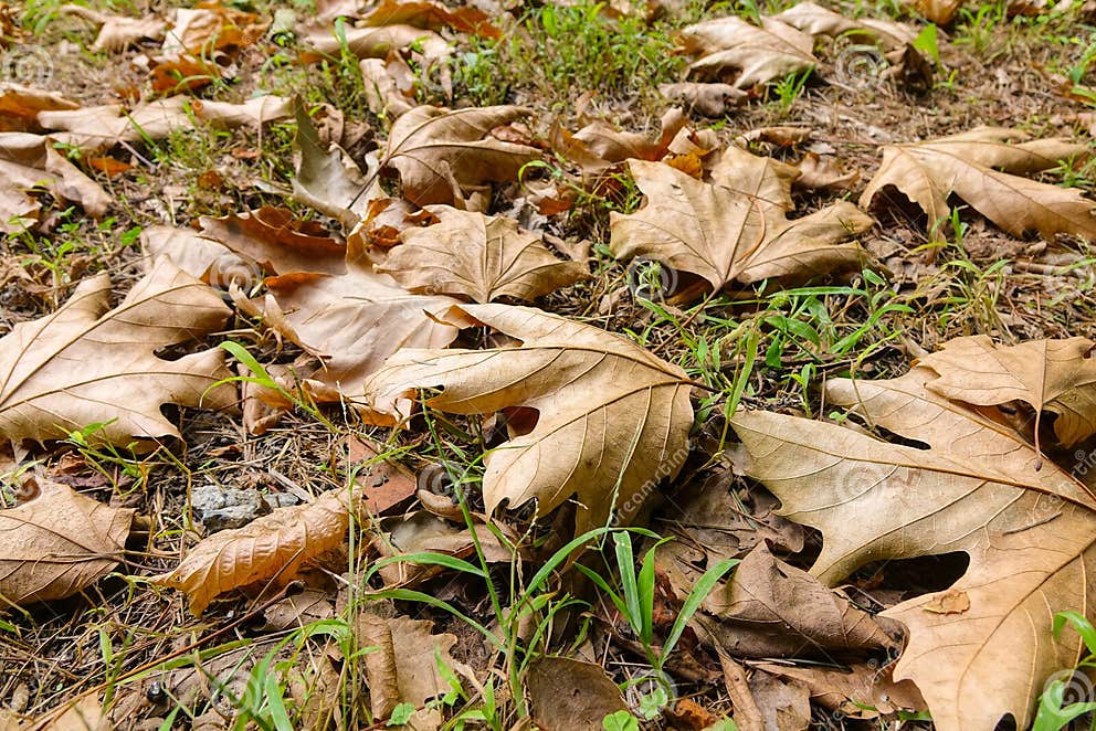 Background of Fallen Plane Tree Leaves Stock Image - Image of leaf ...