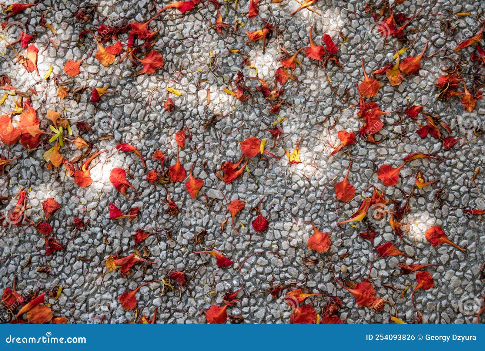 Background with Fallen Red Petals on a Pavement Stock Photo - Image of ...