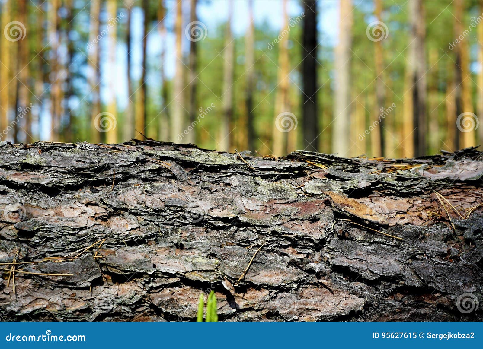 Background of a Fallen Tree Stock Image - Image of brown, pine: 95627615