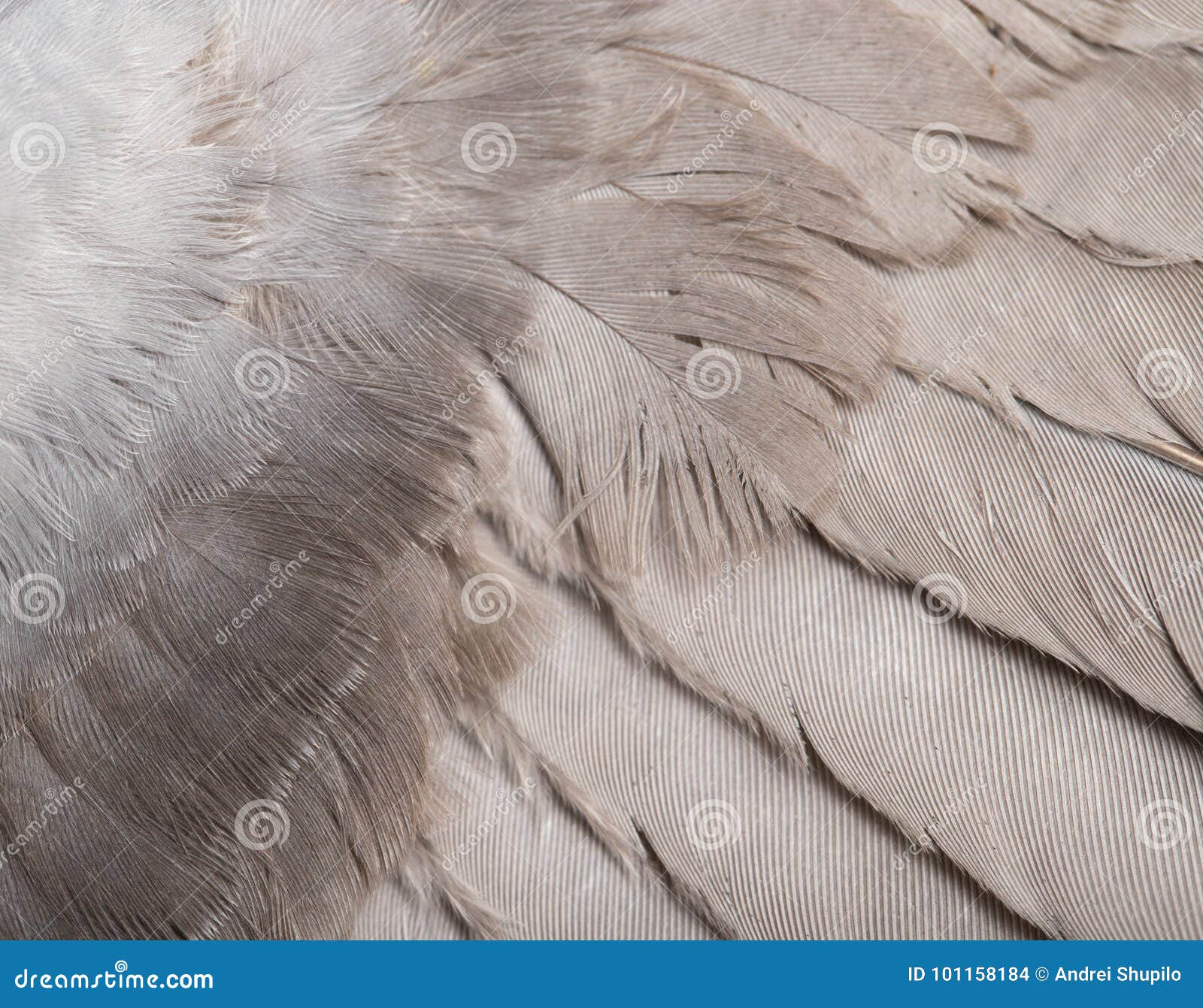 Background from Feathers of a Dove. Macro Stock Photo - Image of ...