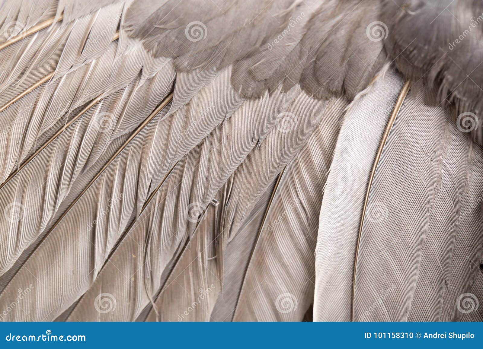 Background from Feathers of a Dove. Macro Stock Photo - Image of beige ...