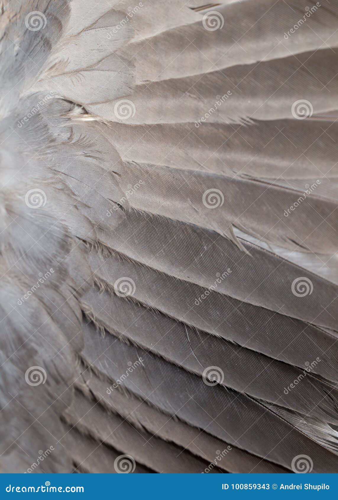Background from Feathers of a Dove Stock Image - Image of bird, beige ...