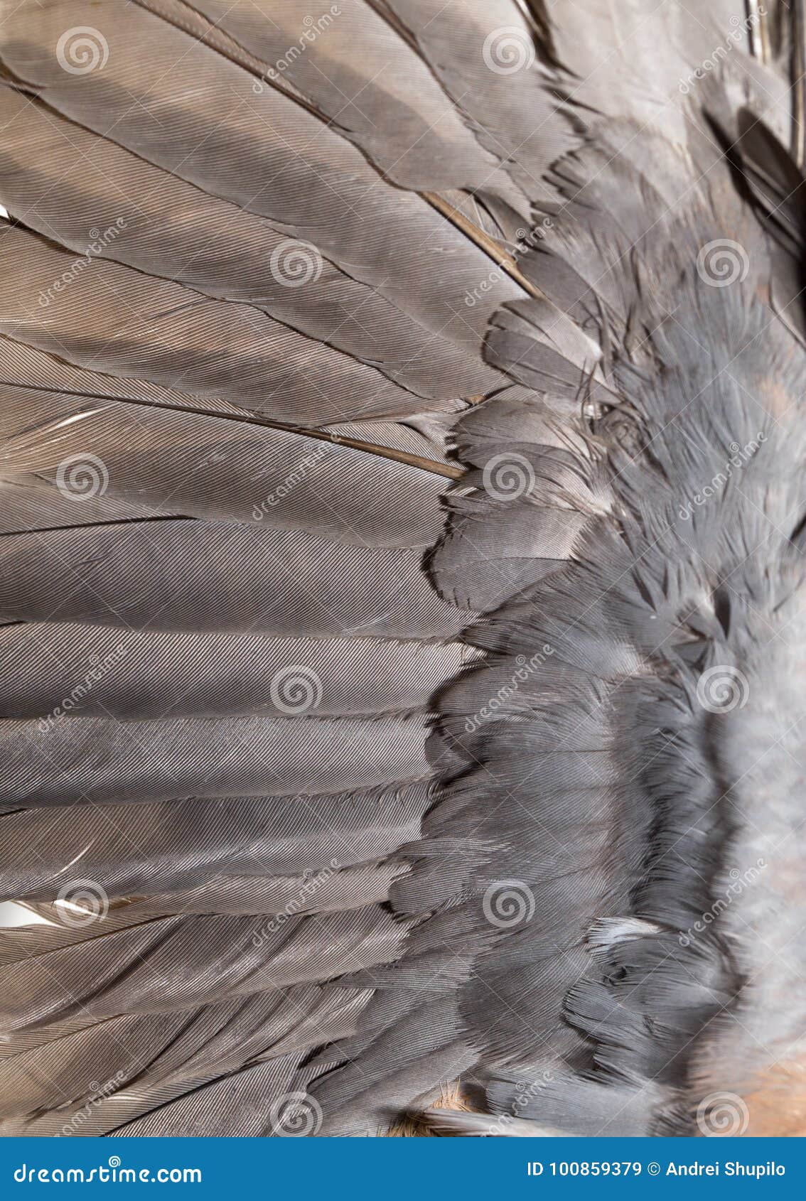 Background from Feathers of a Dove Stock Image - Image of lines, macro ...