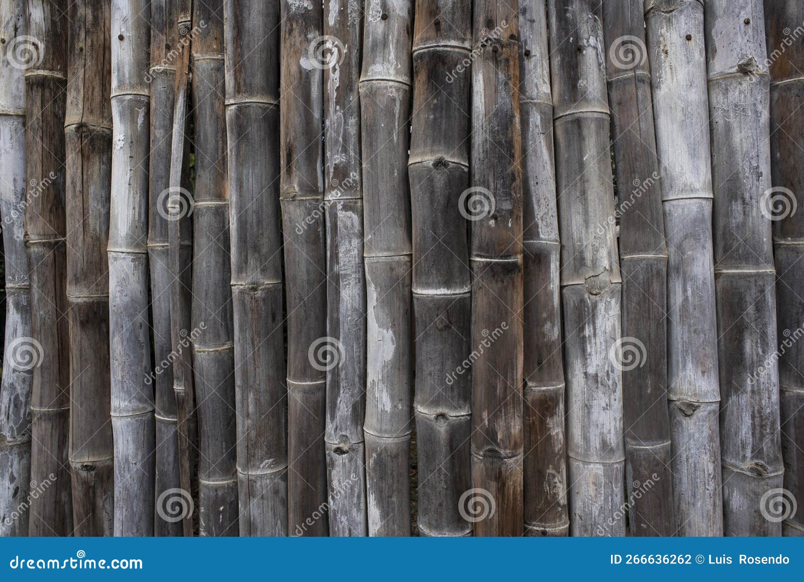 Background Fence from Plowed Densely Folded Bamboo Stock Photo - Image ...