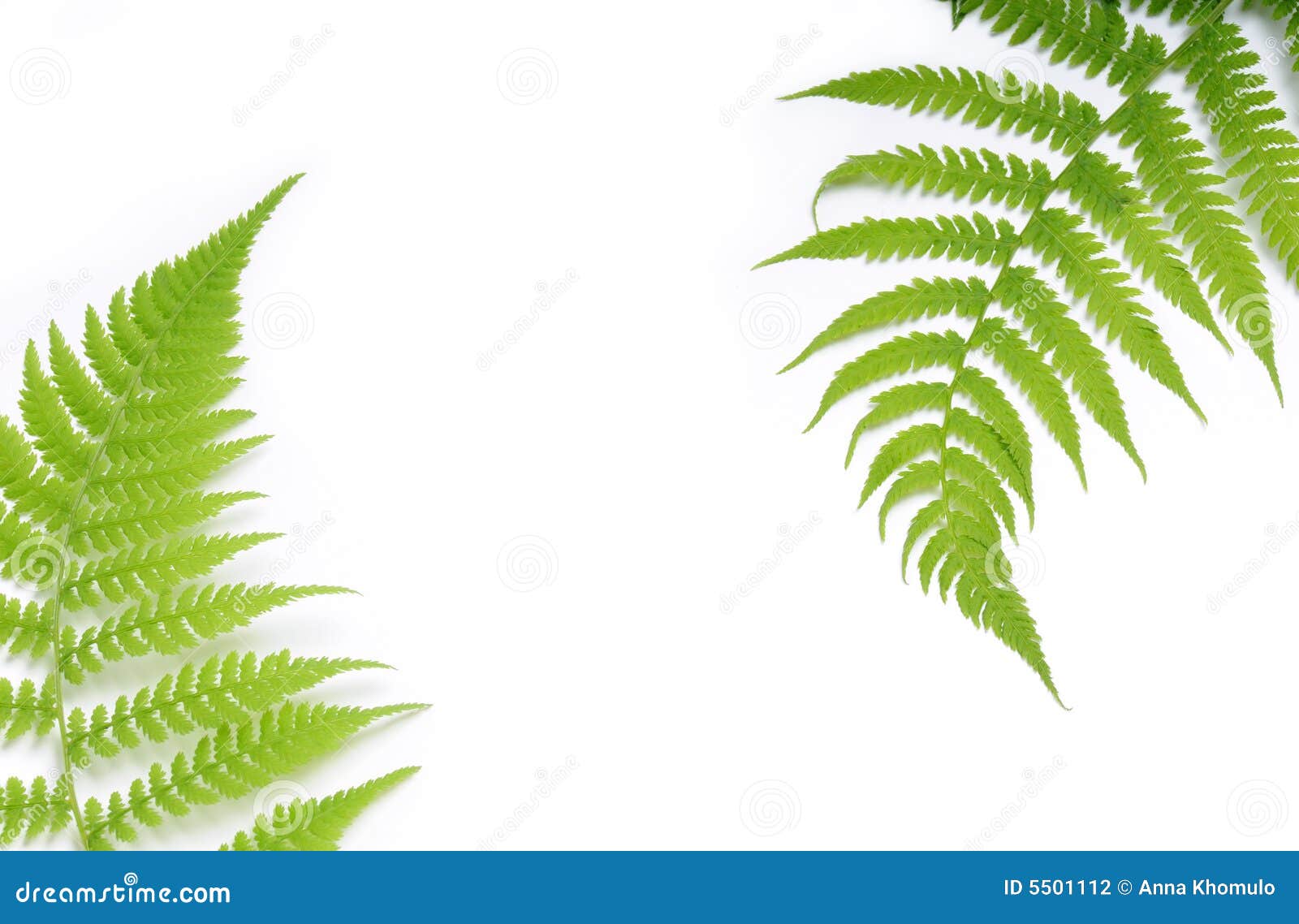 Background with fern stock photo. Image of plant, leaf - 5501112