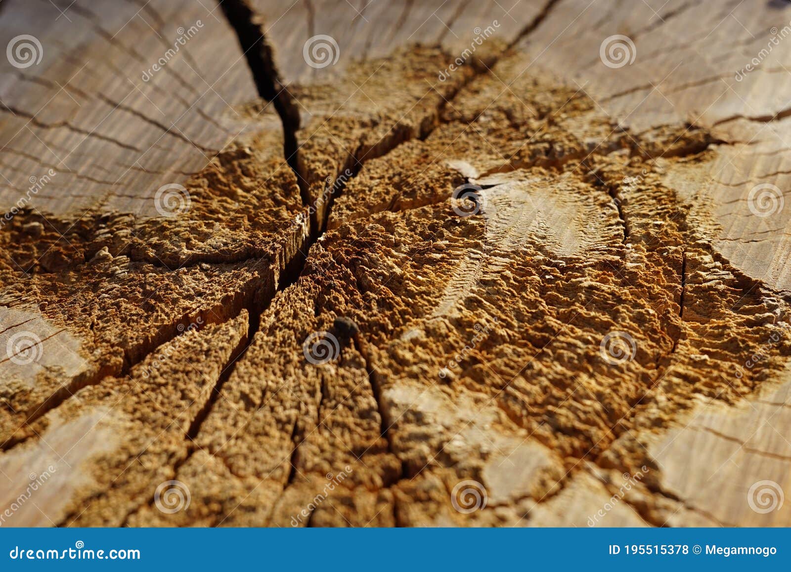 Background With Fesh Pink Roses Flowers In Waffle Cone Royalty-Free ...