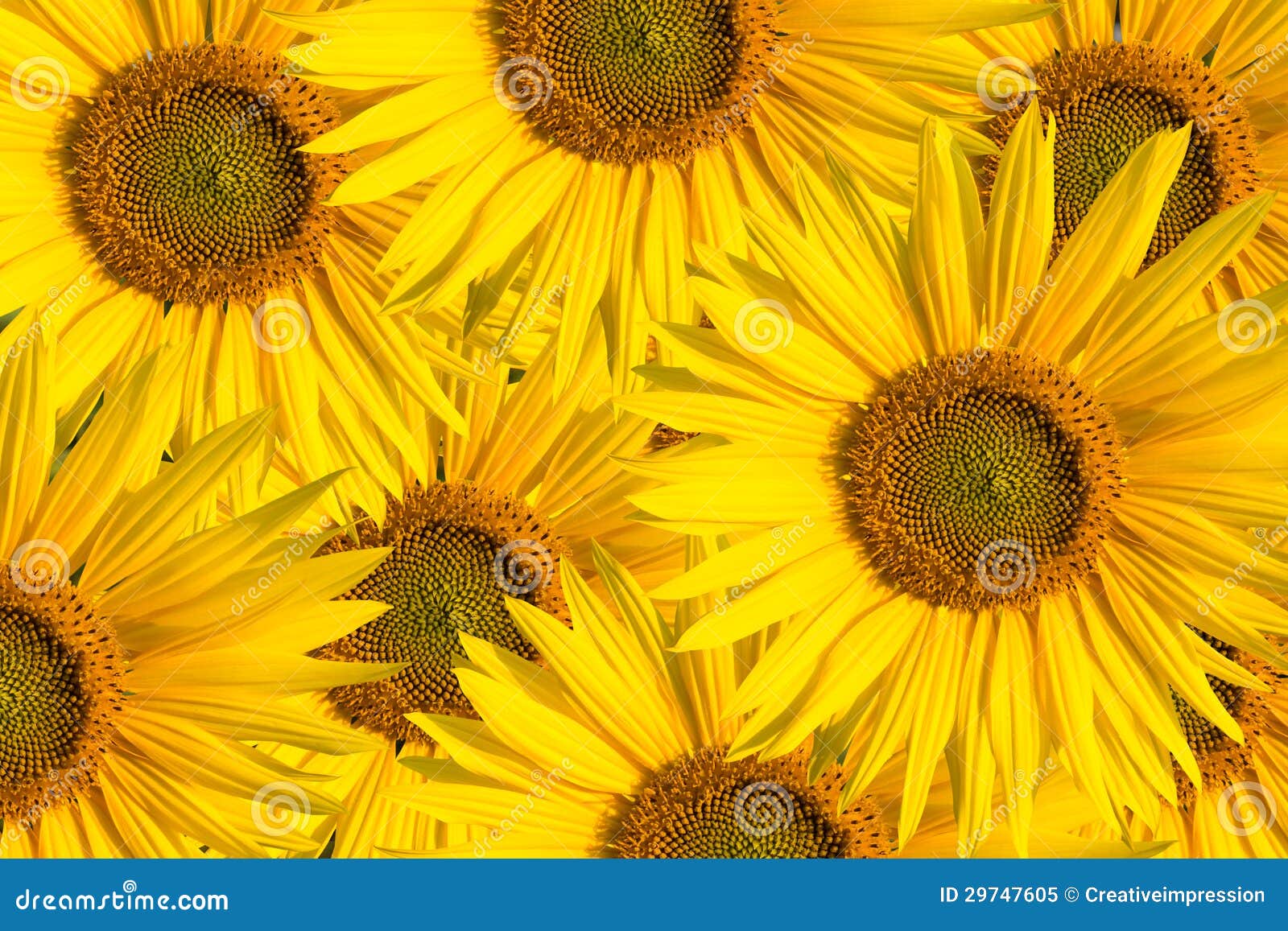 Sunflower texture stock image. Image of luck, beauty - 29747605
