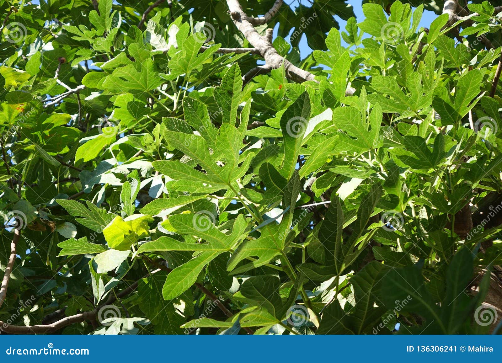 Background of Fig Tree and Leaves Stock Image - Image of beautiful ...
