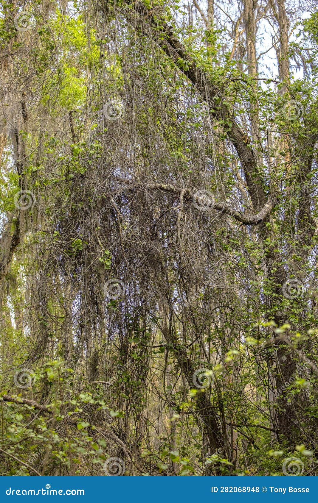 Large, Thick Vines Overtaking Trees Stock Photo - Image of overtaking ...