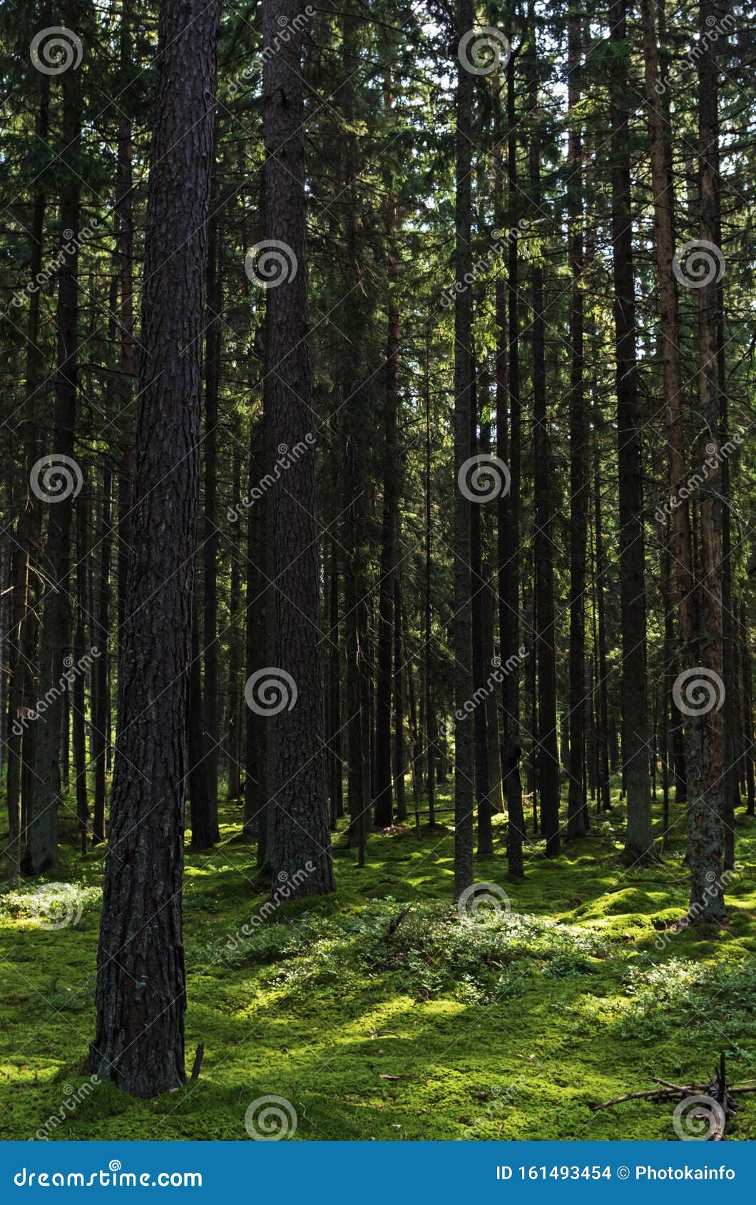 The Dark Fir-tree Forest and Sunny Light. Stock Photo - Image of shades ...