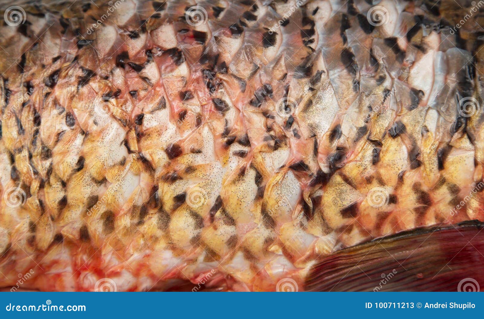 Background of the Fish Skin Stock Image - Image of detail, aquatic ...