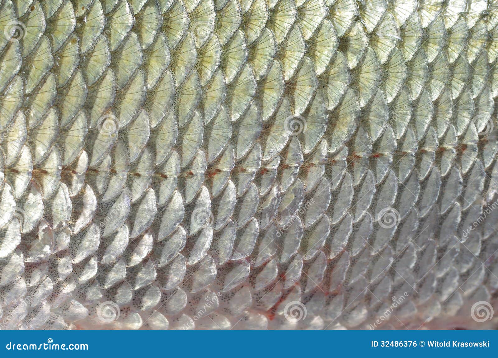 Fish Skin Injured By Chemicals Under The Microscope Stock Photo ...