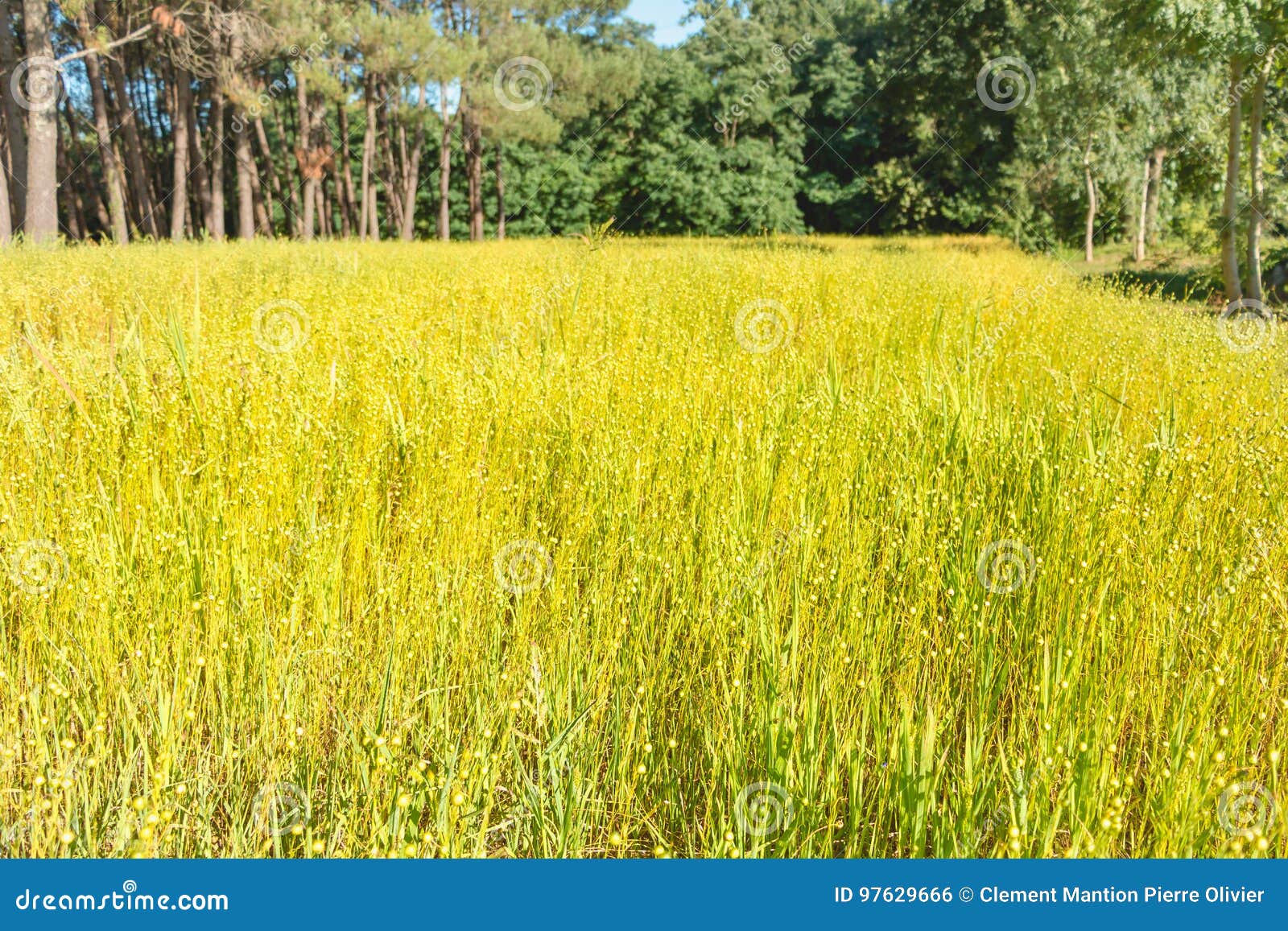 Background Flax Field in Summer before Flowering Stock Photo - Image of ...