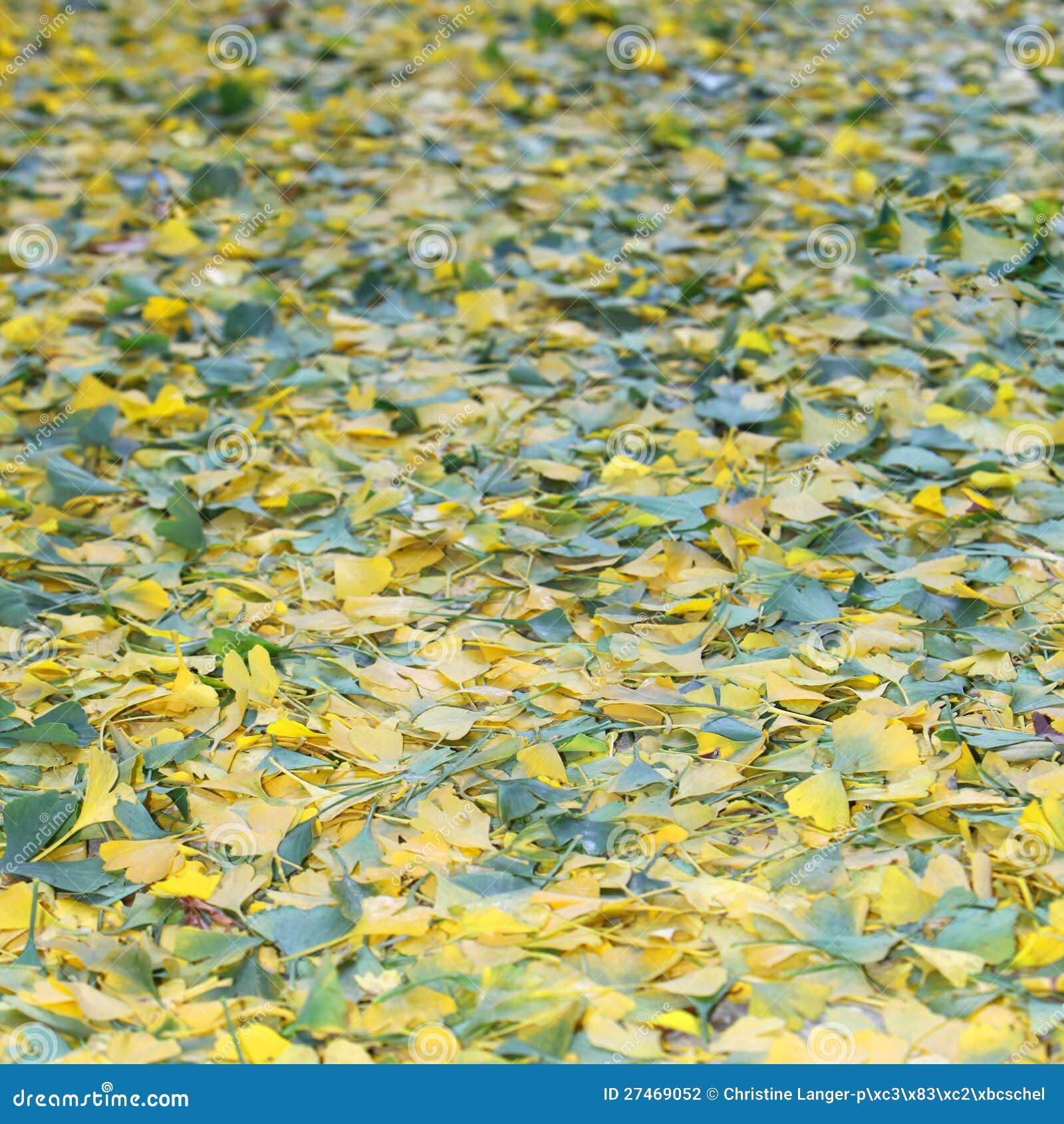 Background of Floating Autumn Leaves Stock Photo - Image of colourful ...