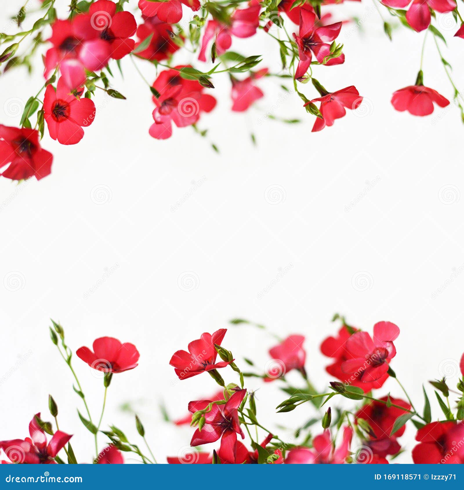 Background with Floral Borders and Copy Space Stock Image - Image of ...