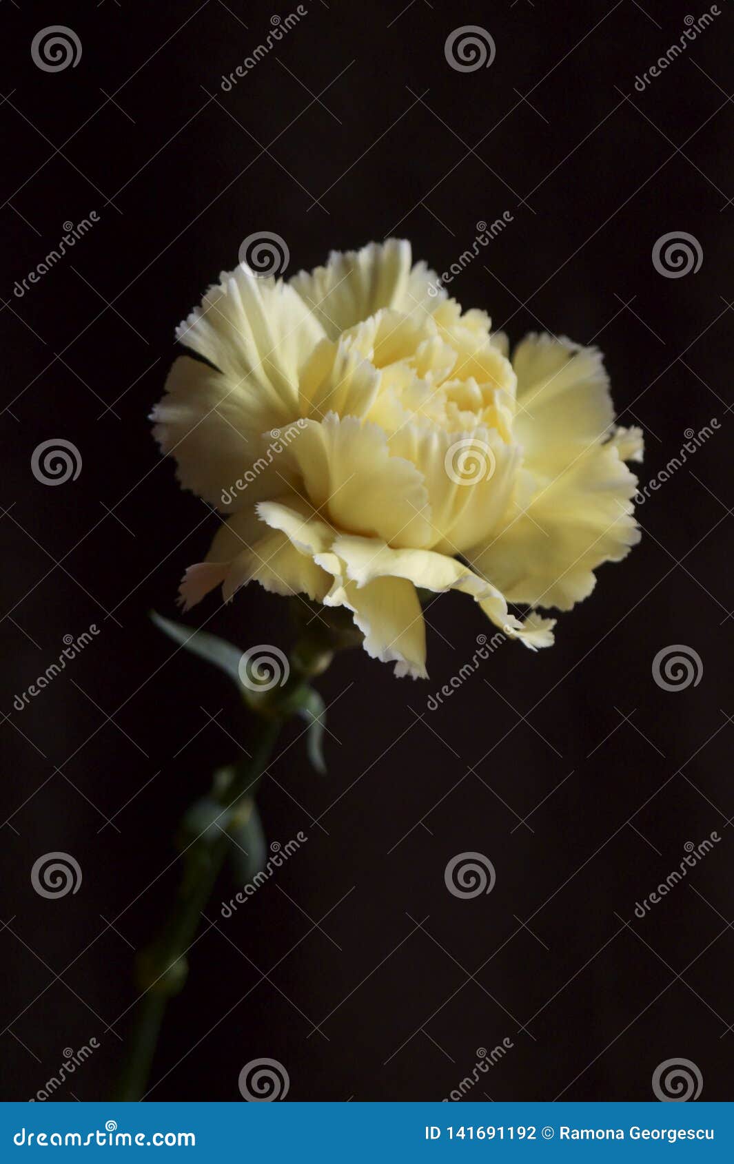 Beautiful yellow carnation stock photo. Image of tenderness - 141691192