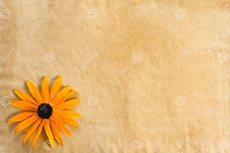 Background with Flower on Old Paper Stock Image - Image of frame ...