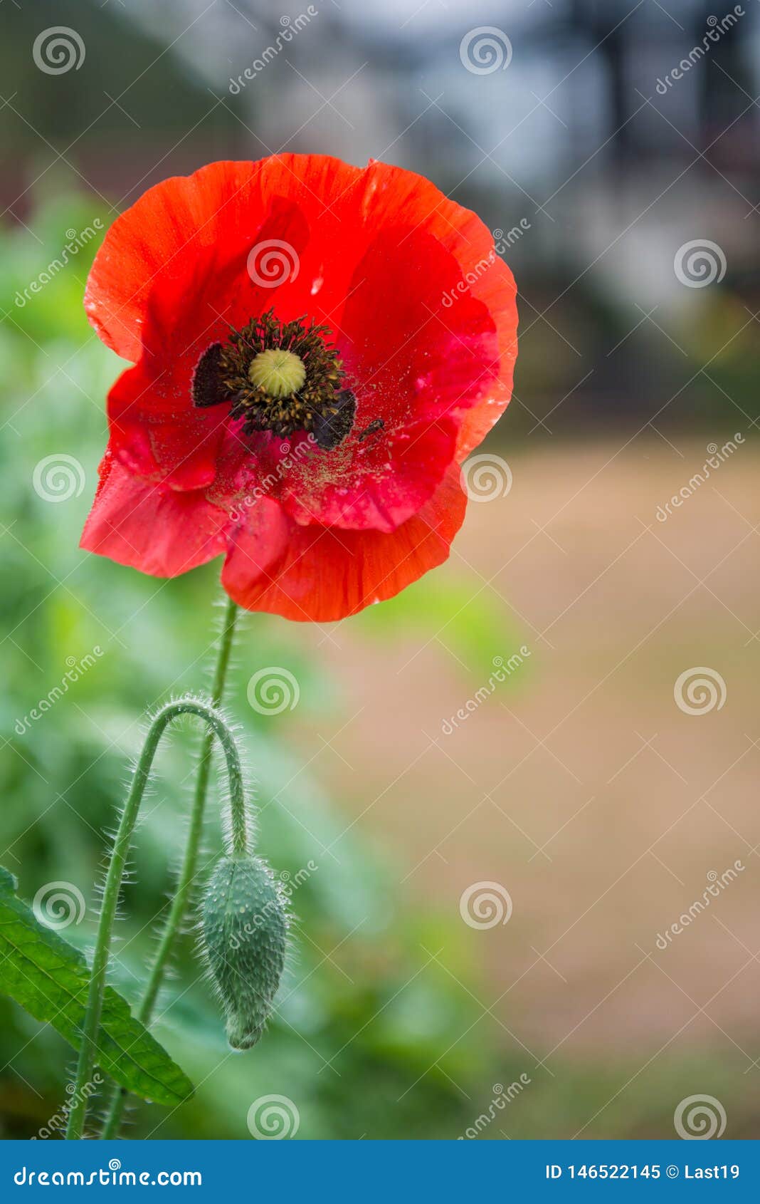 Background Flower Opium Poppy Red Stock Image - Image of papaver, green ...