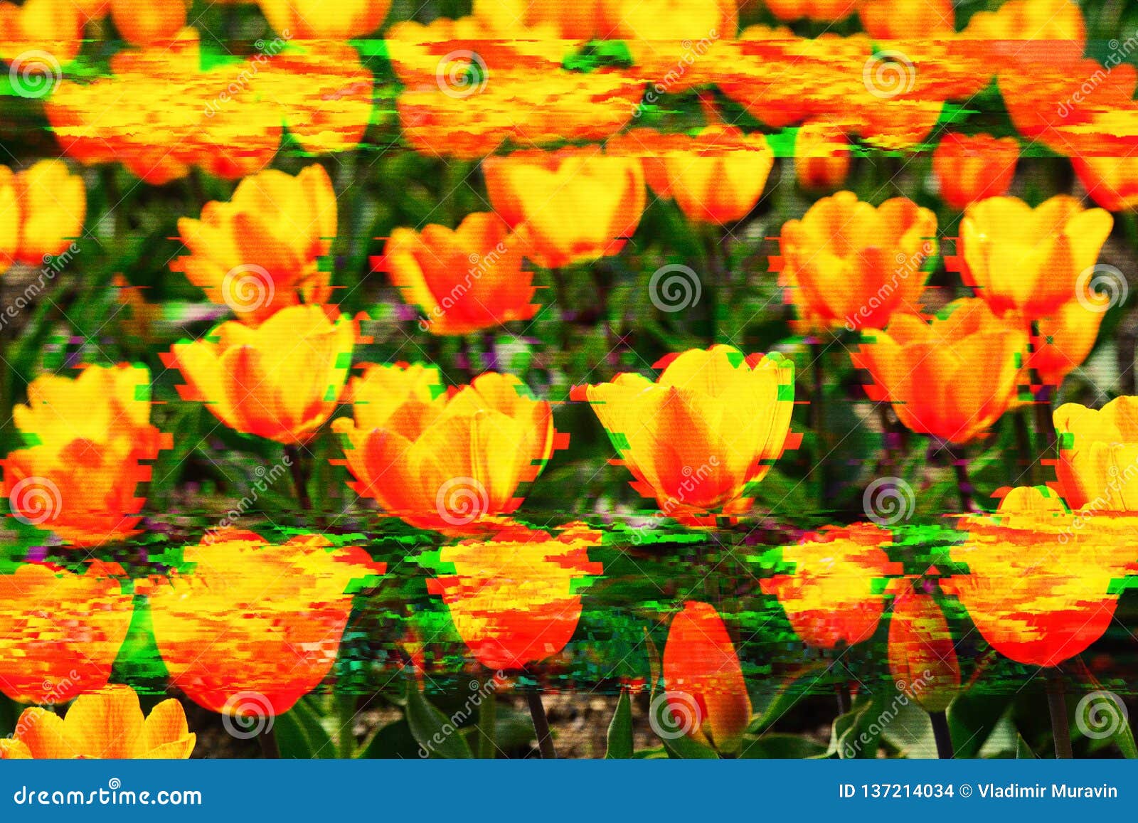 Background of Flowers in Glitch Effect Stock Photo - Image of green ...