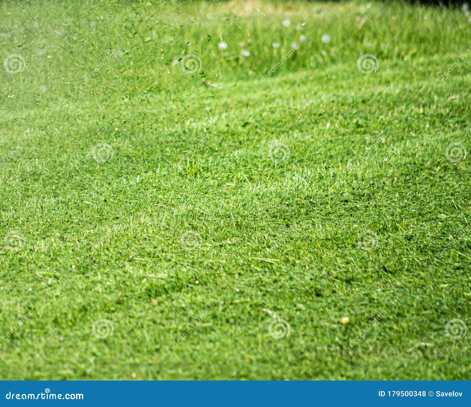Background with Flying Grass Cuttings Stock Photo - Image of grassy ...