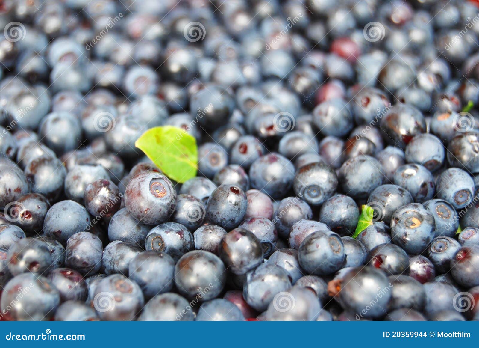 Background with Forest Berries Stock Photo - Image of summer, gourmet ...