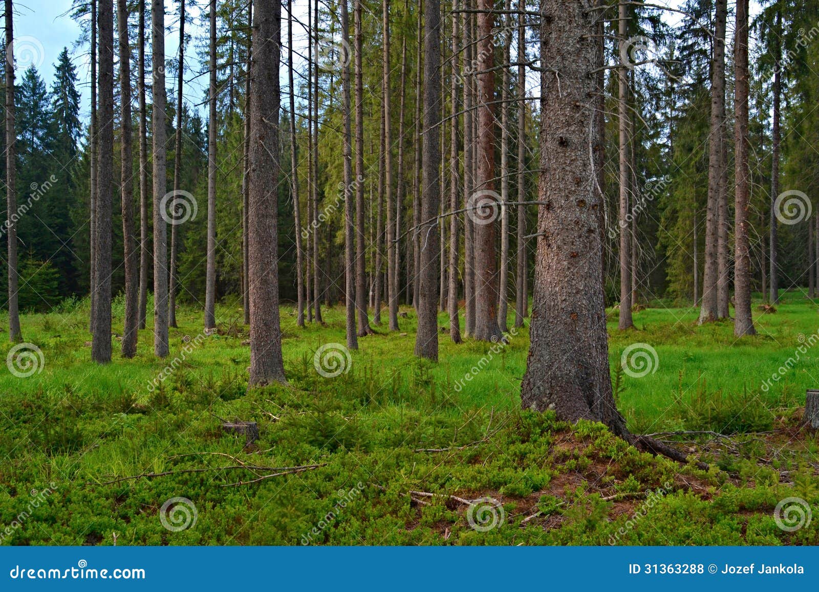 Background forest stock photo. Image of park, natural - 31363288