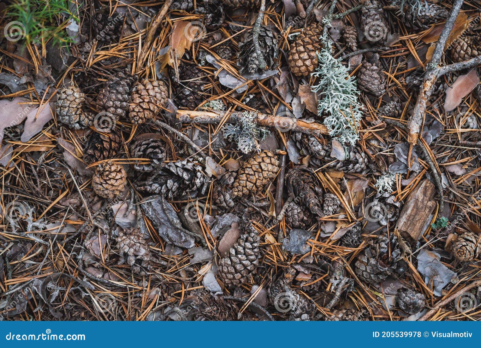 Background of a Forest Floor Stock Photo - Image of detail, botany ...