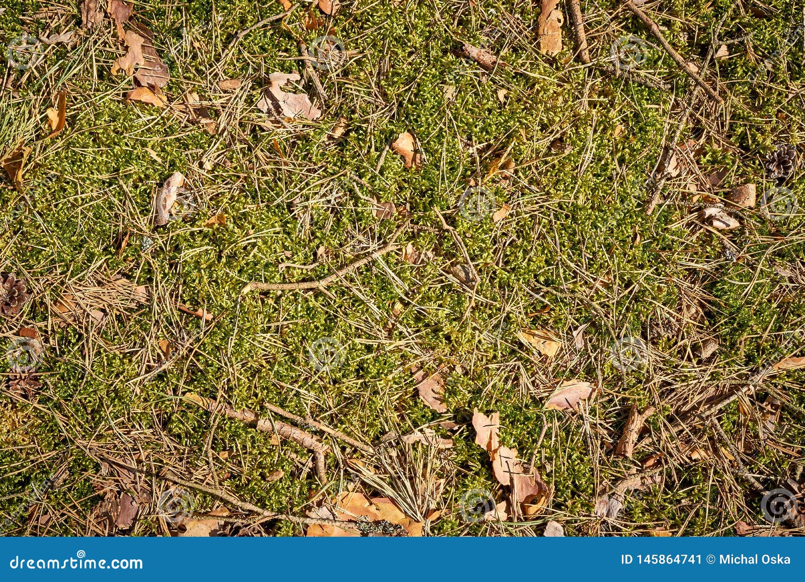 Background with Forest Mulch with Moss and Dry Twigs Stock Image ...